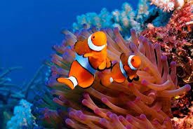 Kish Aquarium - Sunny Iran